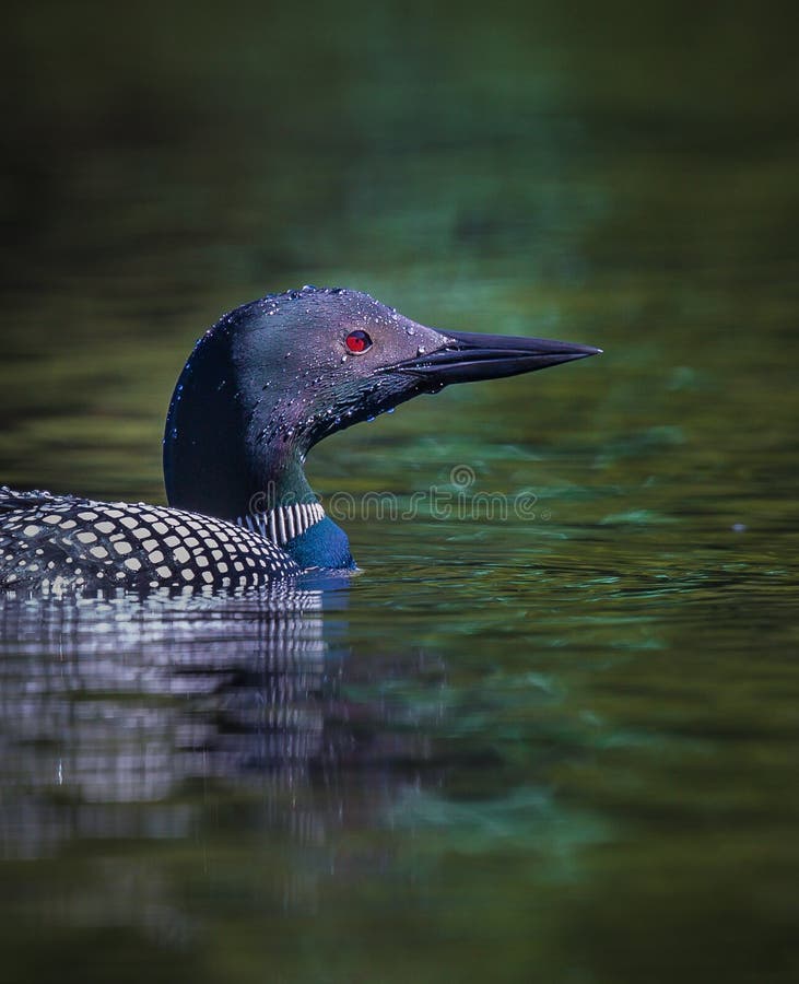 Close Up of Common Loon Covered in Water Droplets Stock Image - Image ...