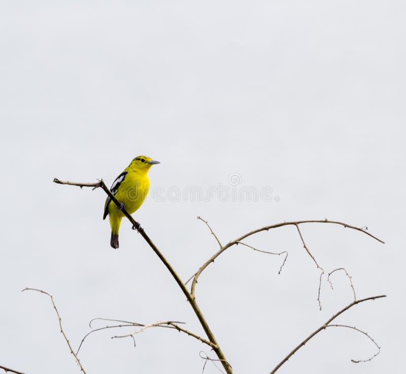 Close Up of a Common Lora Bird Sitting on a Tree Stock Image - Image of ...