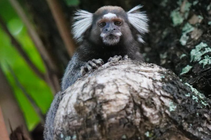 Close Up of a Common Marmoset Monkey - Callithrix Jacchus -looking at ...
