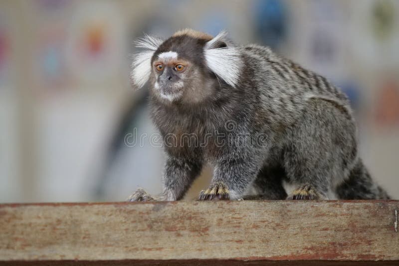Close Up of a Common Marmoset Monkey - Callithrix Jacchus - Sitting in ...