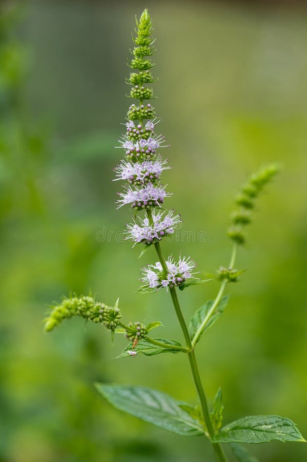 Common mint mentha spicata stock image. Image of flora - 207582995