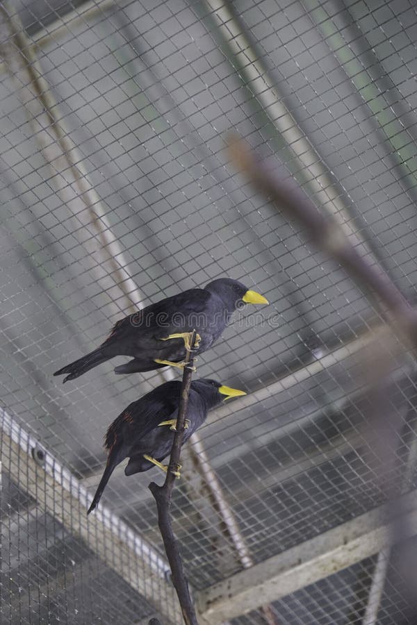 Close-up of Common Myna Bird Resting on Branch Stock Photo - Image of ...