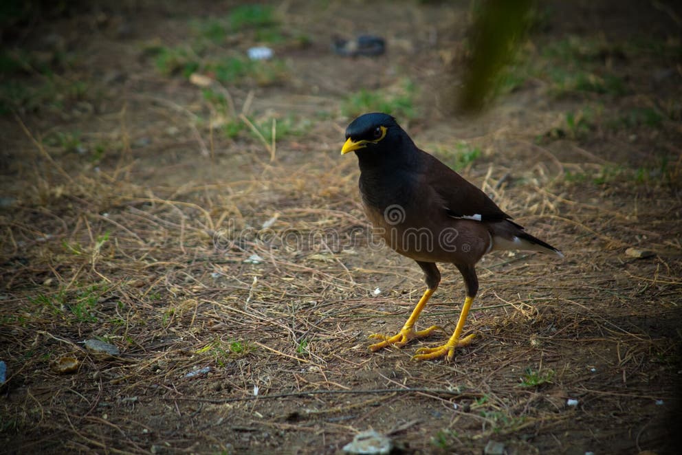 Close Up of Common Myna Walking on the Ground Stock Photo - Image of ...