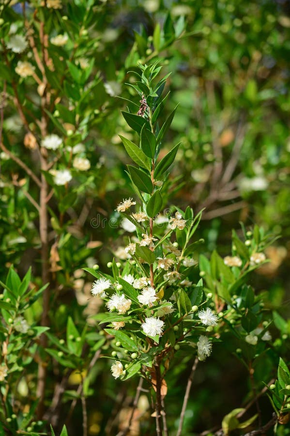 Close-up of Common Myrtle in Bloom, Nature Stock Image - Image of ...