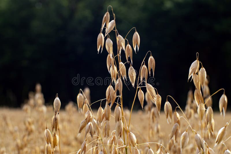 Close Up of Common Oat Growing in a Field Stock Photo - Image of common ...