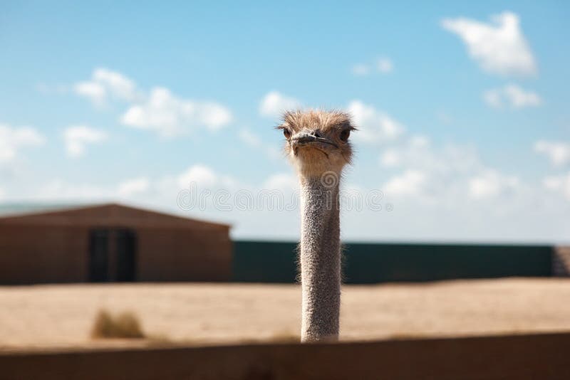 Close-up of a Common Ostrich Head in an Aviary on a Farm Stock Image ...
