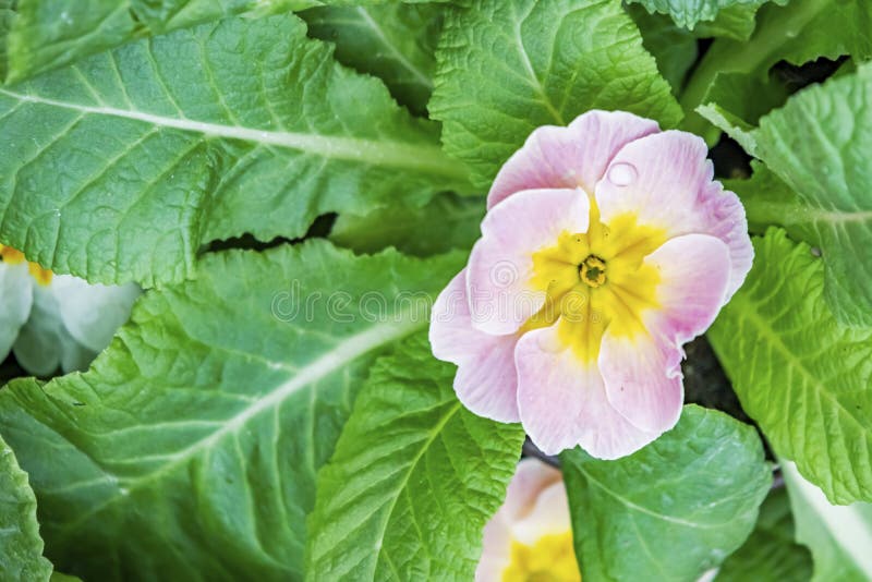 Common Primrose Flowers in Nature Stock Photo - Image of head, common ...