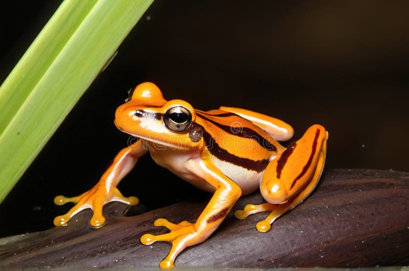 Close Up of a Common Reed Frog at 16-9-2024 Stock Illustration ...