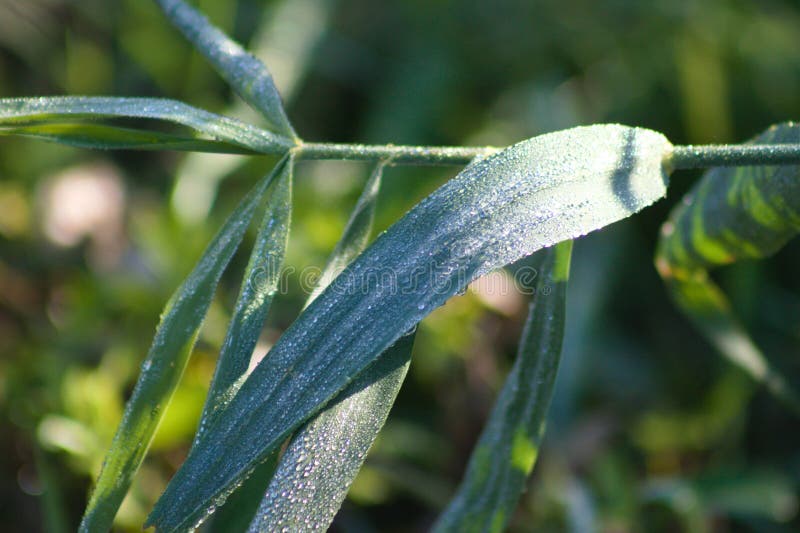 Closeup of Common Reed Leaf with Water Drops on it and Selective Focus ...