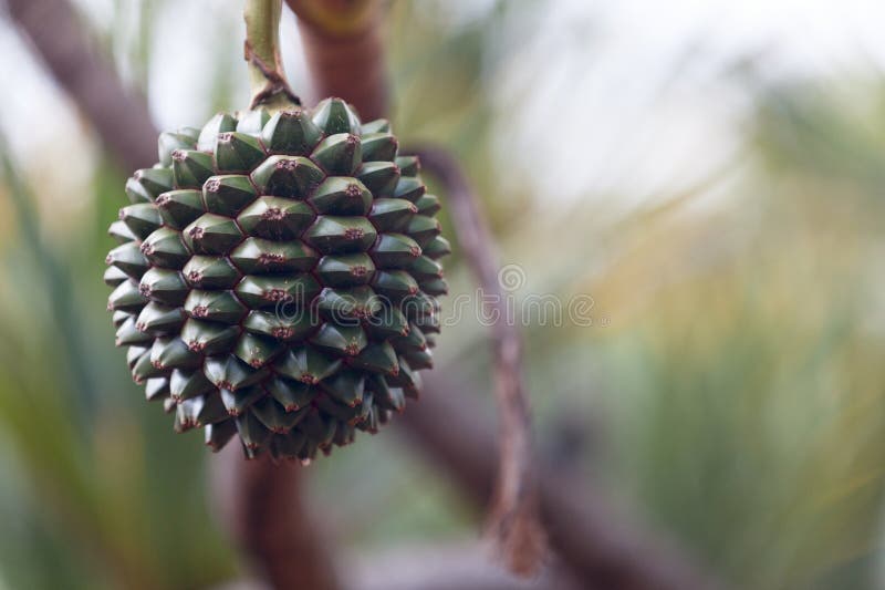 Close-up on a Common Screwpine Stock Image - Image of monocotyledon ...