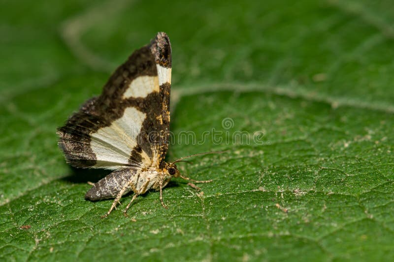 Common Spring Moth - Heliomata Cycladata Stock Image - Image of squantz ...