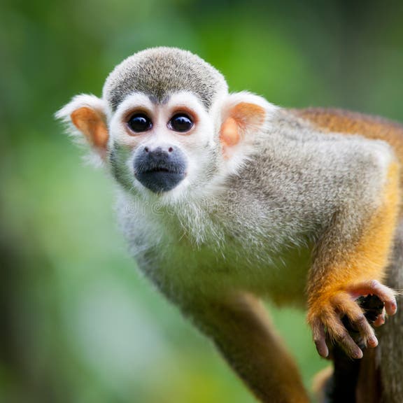 Close-up of a Common Squirrel Monkey Stock Image - Image of close, eyes ...