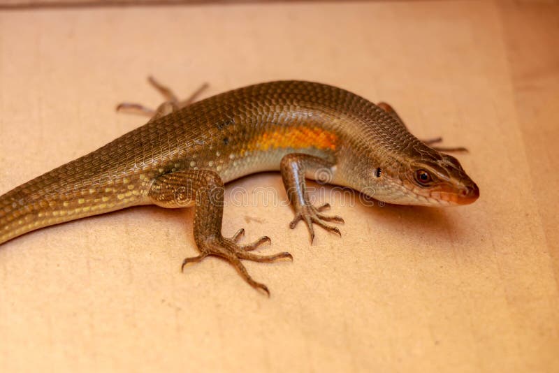Close Up of a Common Sun Skink on the Ground in Bali Stock Photo ...