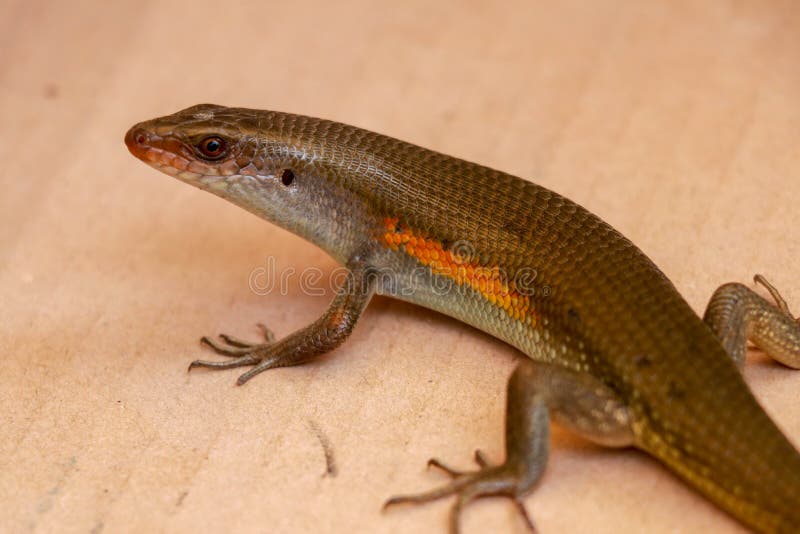 Close Up of a Common Sun Skink on the Ground in Bali Stock Photo ...