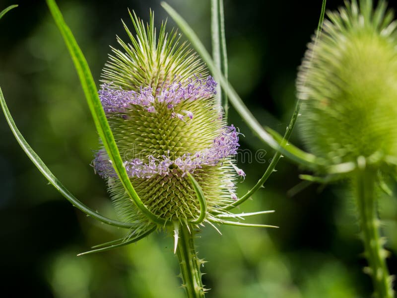 Close Up of a Common Teasel in Summer Stock Image - Image of botanical ...