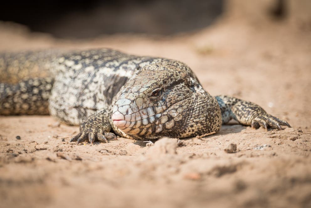 Close-up of Common Tegu Lizard on Ground Stock Image - Image of ...