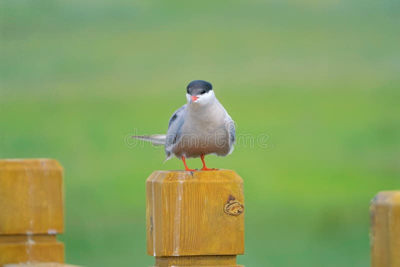 Common Tern stock photo. Image of nature, hirundo, wild - 122592340