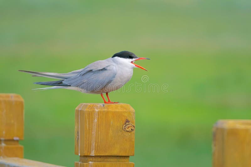 Common Tern stock photo. Image of common, natural, sterna - 122592400