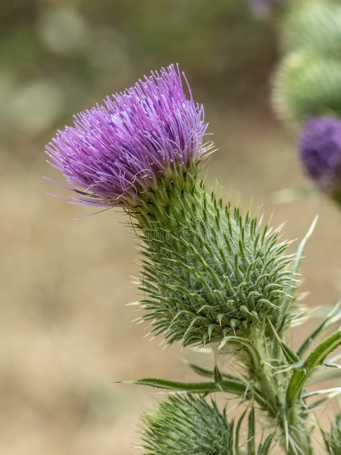 Close-up with Common Thistle ( Cirsium Vulgare ) Plant Stock Photo ...