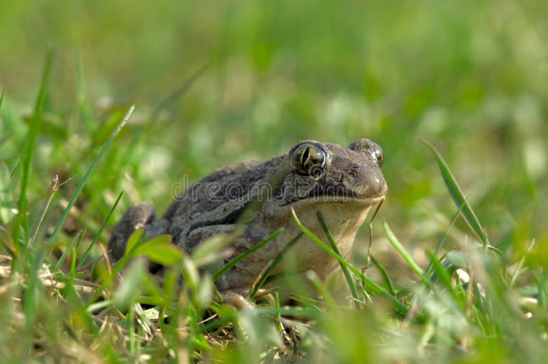 Little Rabbit in a Green Field Stock Image - Image of easter, field ...