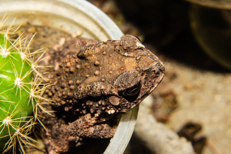 Common toad in the garden stock photo. Image of animal - 118386096