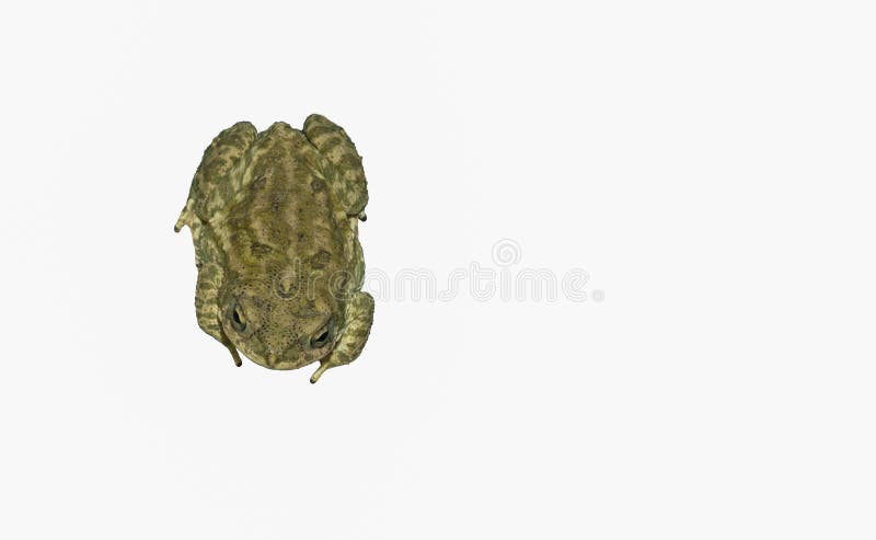 Close Up of a Common Toad ,upper View Stock Image - Image of alone ...