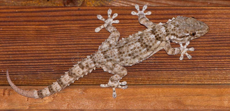 A Close-up of the Common Wall Gecko Stock Image - Image of finger ...