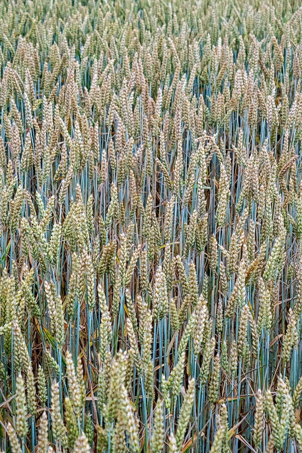 Close Up of a Common Wheat Field Stock Image - Image of food, farming ...