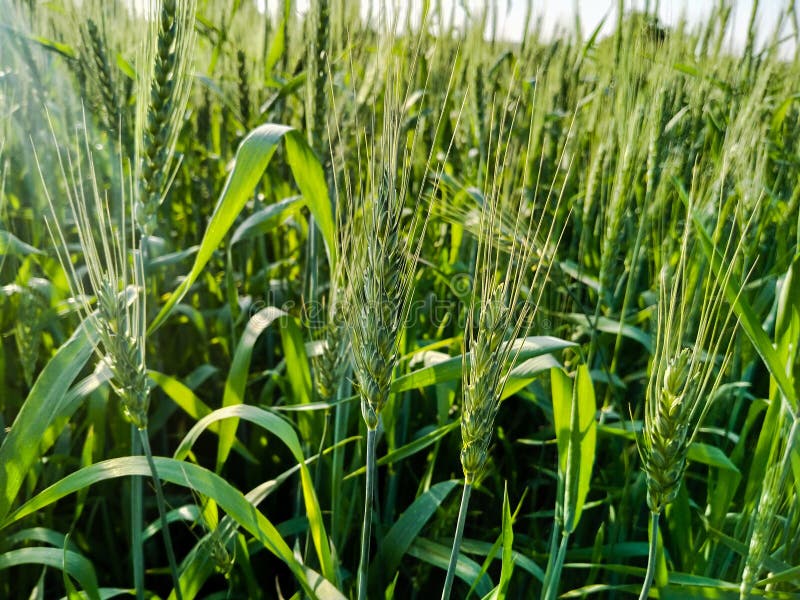 Close Up of Common Wheat. Common Wheat Field. Triticale with Selective ...