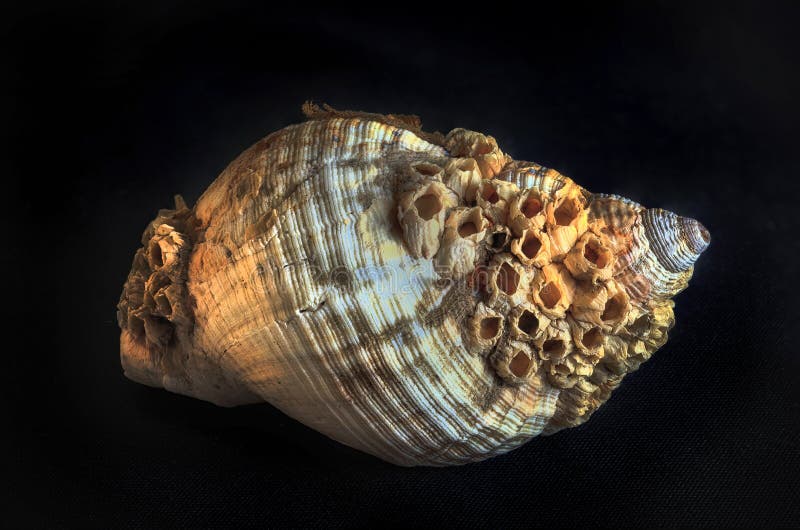 Common whelk and barnacles stock image. Image of patterns - 124613723