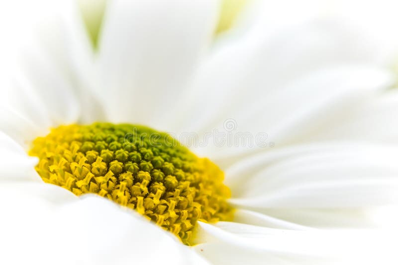Close-up of a Common White Daisy Stock Image - Image of nature, petals ...