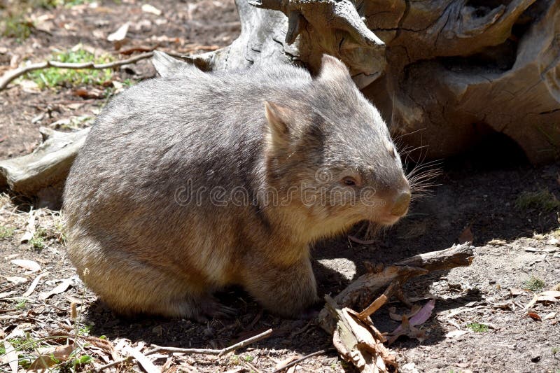 This is a Close Up of a Common Wombat Stock Photo - Image of nosed ...