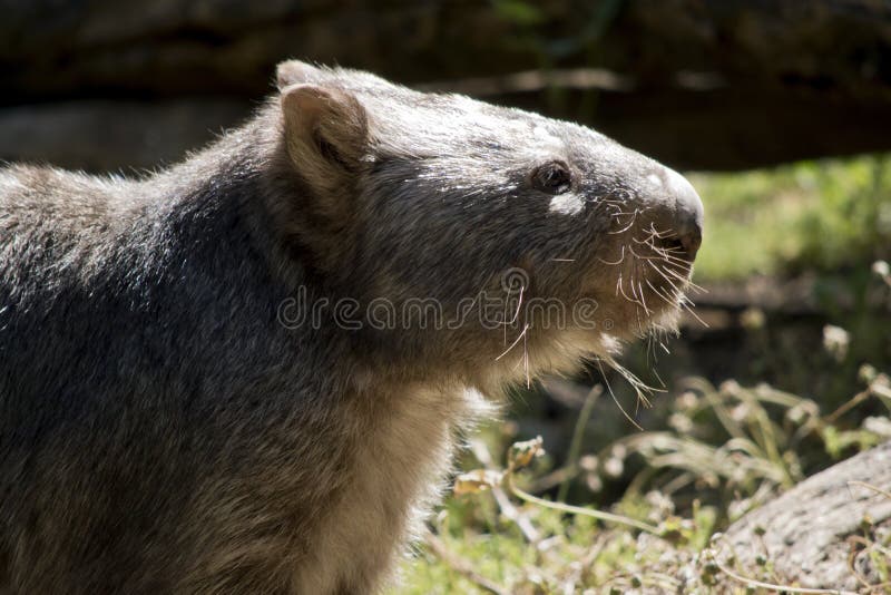 This is a Side View of a Common Wombat Stock Image - Image of nosed ...
