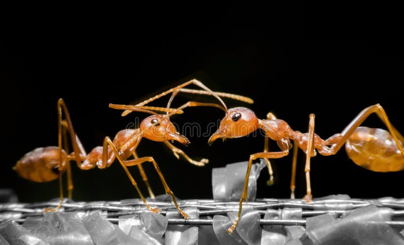 Communication of Ants.an Ants is Talking Stock Image - Image of ...