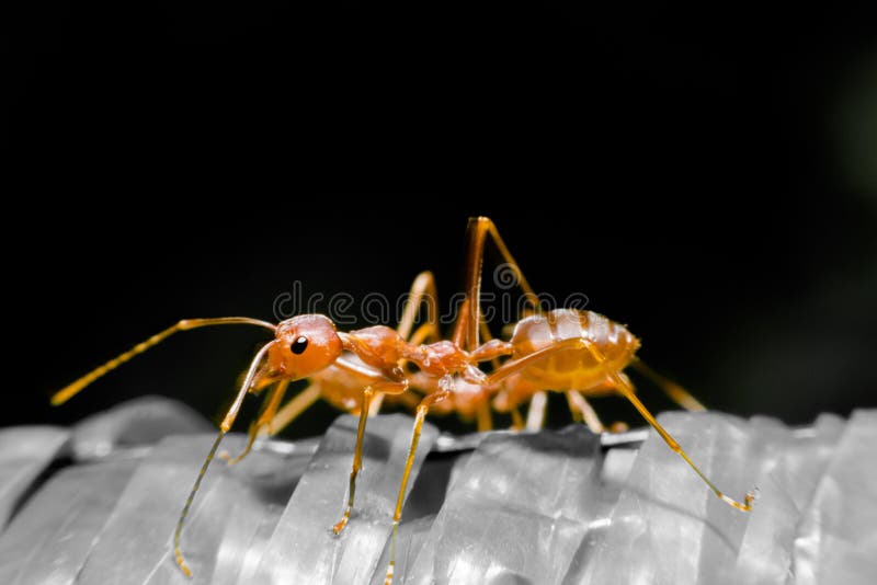 Communication of Ants.an Ants is Talking Stock Image - Image of ...