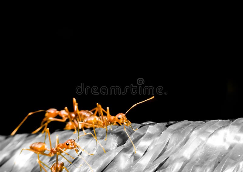 Communication of Ants.an Ants is Talking Stock Image - Image of ...