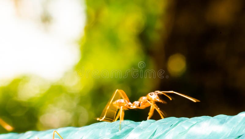 Communication of Ants.an Ants is Talking Stock Image - Image of ...