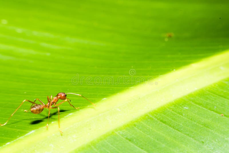 Communication of Ants.an Ants is Talking Stock Image - Image of ...