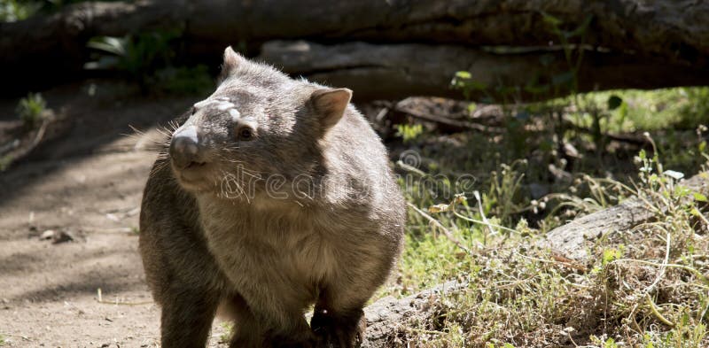 This is a Close Up of a Comon Wombat Stock Photo - Image of marsupial ...