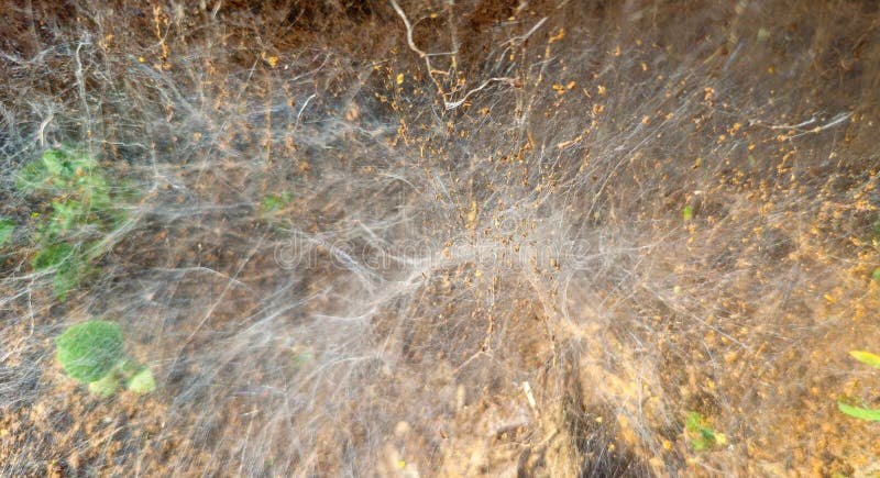 Close-up of Complex Mycelium Network Stock Image - Image of botany ...