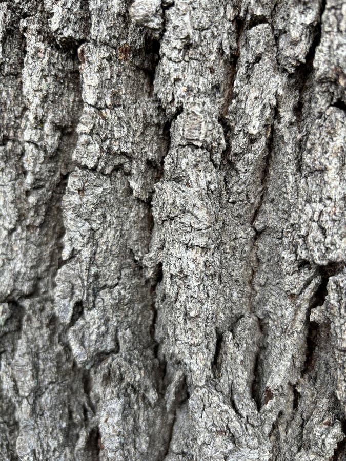 Close-up of the Complex Rough Texture of Tree Bark Stock Image - Image ...