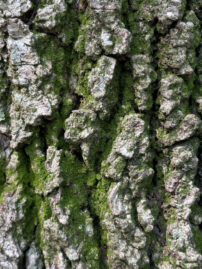 Close Up of Complex Rough Texture of Tree Bark with Moss Stock Photo ...