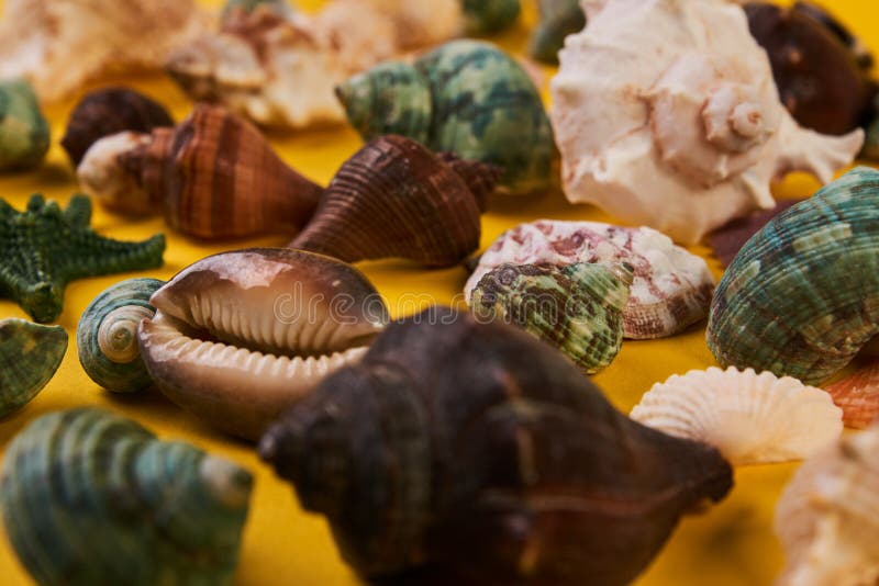 Close-up of a Composition of Exotic Sea Shells Stock Image - Image of ...