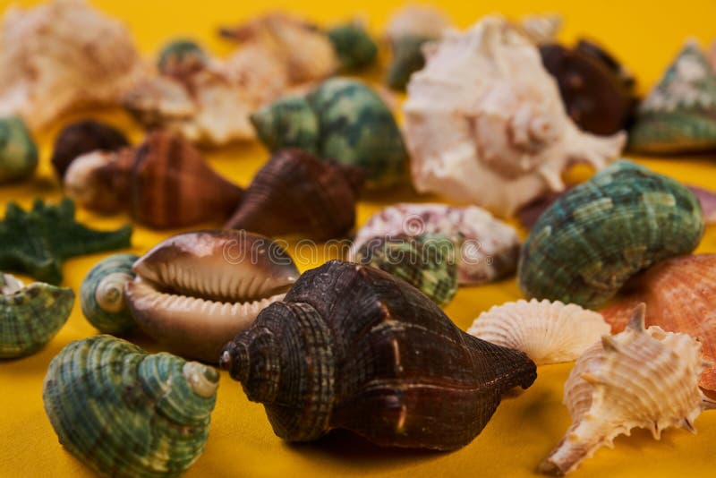 Composition of Exotic Sea Shells on a Yellow Background. Summer Concept ...