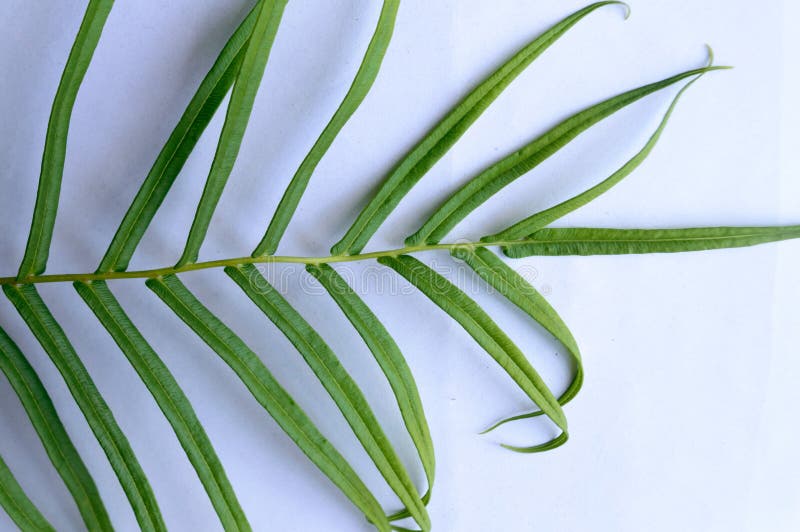 Compound Pinnate Leaves with Black Background. Pattern of Leaf Branches ...