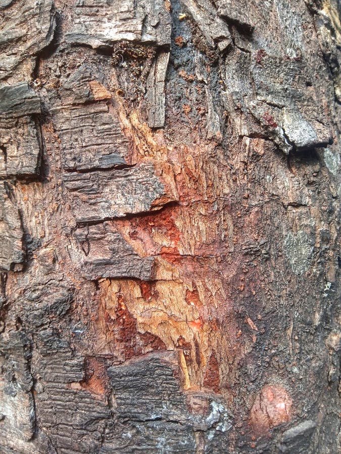 Close-up Concept of Red Brown Texture of Star Fruit Tree Bark Stock ...