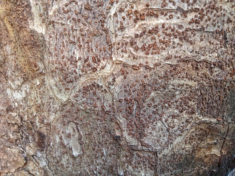 Close-up Concept of Star Fruit Tree Bark Spot Texture Stock Image ...