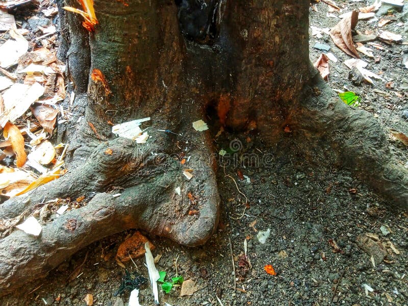 Close-up Concept of Star Fruit Tree Roots Stock Image - Image of plant ...