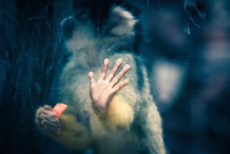 Close Up Image of a Monkey Hand Stock Photo - Image of blackcapped ...