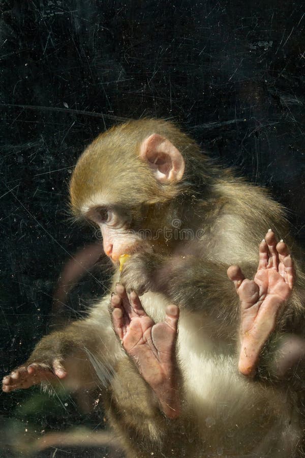 Monkey Trapped Inside a Glass Cage Held in Captivity Stock Image ...